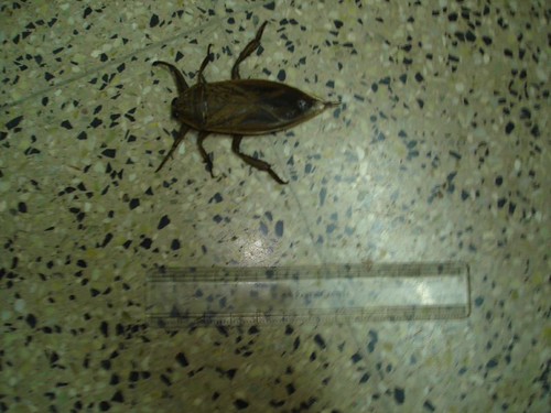 MOAC – Mother of all cockroaches | Bitterscotch