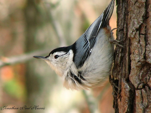Flickr: Discussing Tufted titmouse vs White breasted nuthatch in Tufted ...