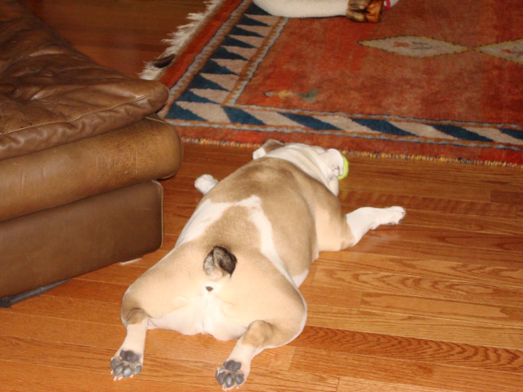 I love all the cute tooshie pictures!