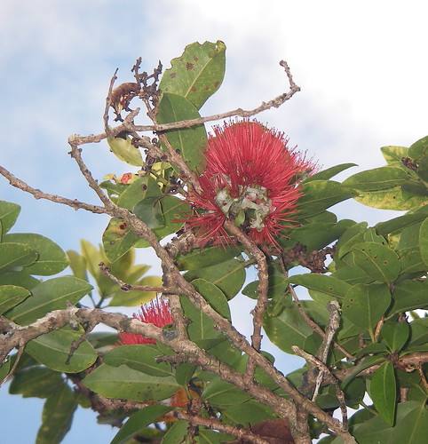 The Lehua Blossom on the Ohia Tree - Go Visit Hawaii