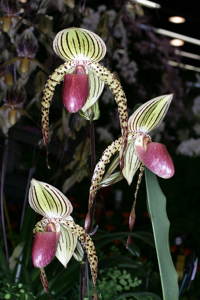 Awsome Paphs from Krull-Smith's exhibit I | Slippertalk Orchid Forum