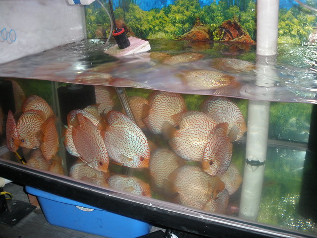 Visit to Wayne Ng Discus center in Hong Kong - SimplyDiscus
