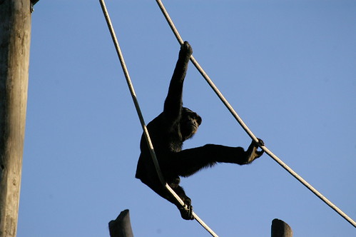Flying apes with DA 50-200 (+imgs) - Pentax - Photo.net