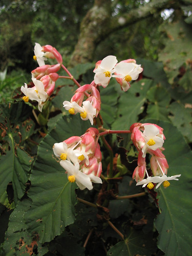 Begoniaceae - JungleKey.fr Image #150