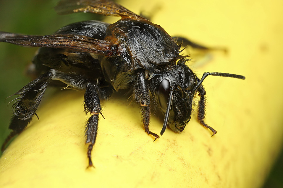 Macro World - Photography - FM Forums