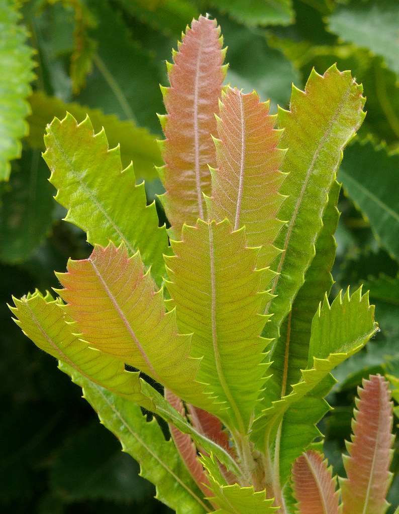 Banksia serrata #5 | Best viewed @ large size Proteaceae - A… | Flickr