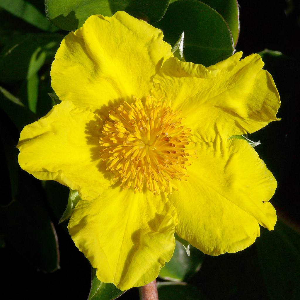 Hibbertia scandens #1 | Best viewed @ large size Dilleniacea… | Flickr