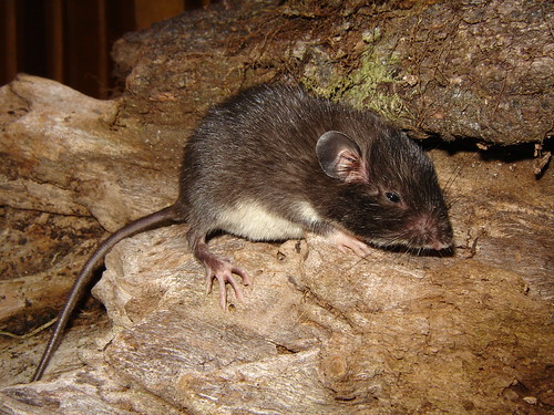 Heteromyidae - JungleKey.fr Image