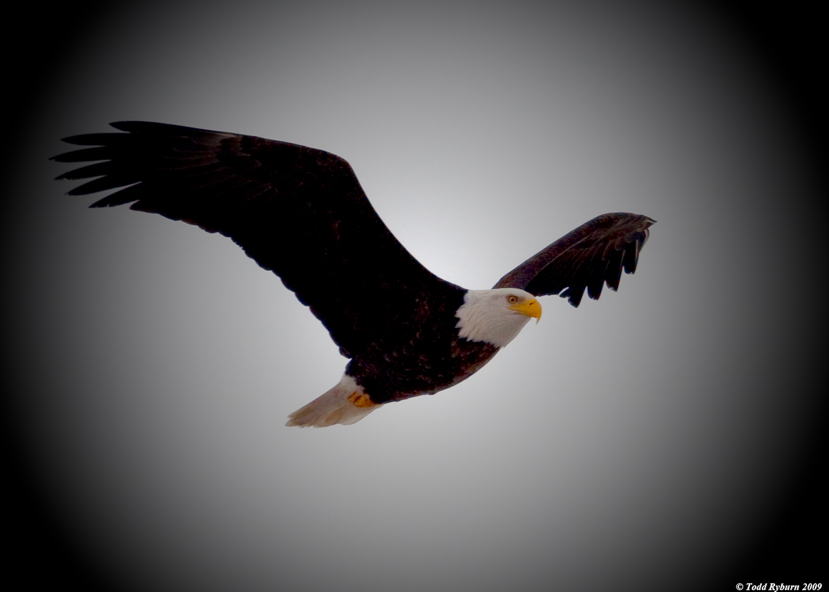 Bald Eagle - Flying By - a photo on Flickriver