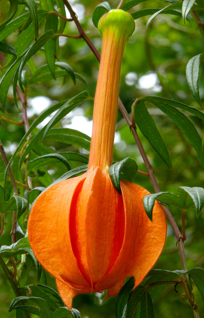 Passiflora parritae #2 | Best viewed @ large size Passiflora… | Flickr