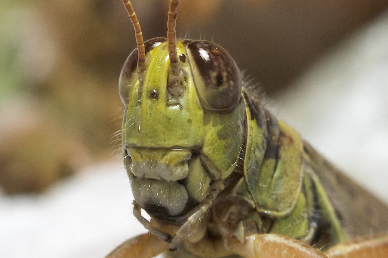 Grasshopper Head Anatomy