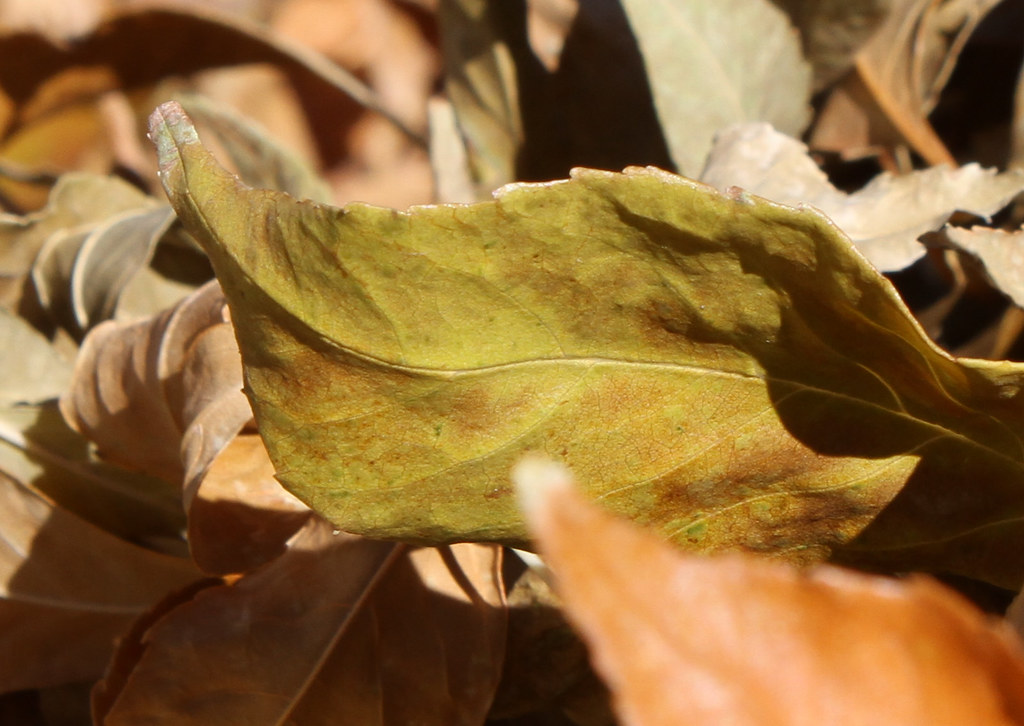 7D vs 40D : Foliage sample: Canon EOS 7D / 10D - 90D Talk Forum ...
