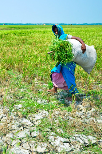 Stress-tolerant rice to help farmers win drought, submergence ...