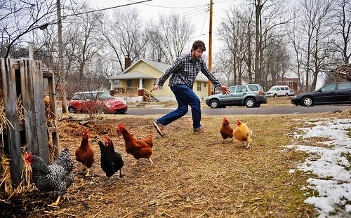 Five points-of-view: Backyard chickens | Words and Light